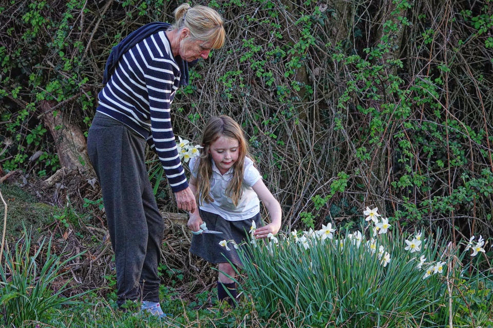 Daffodils | BobsBlips | Blipfoto