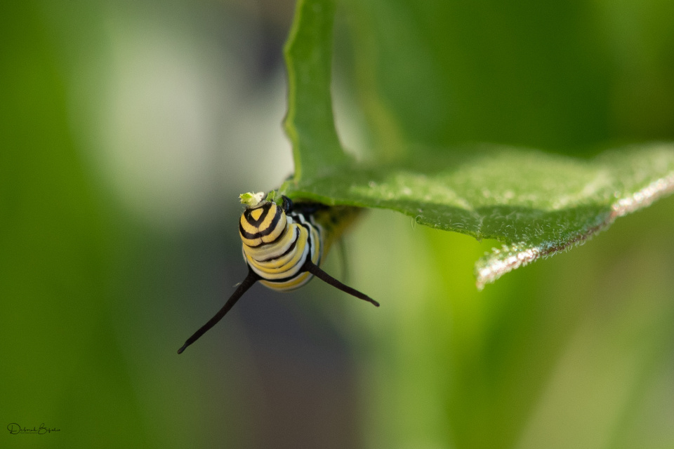 Munching | dbifulco | Blipfoto