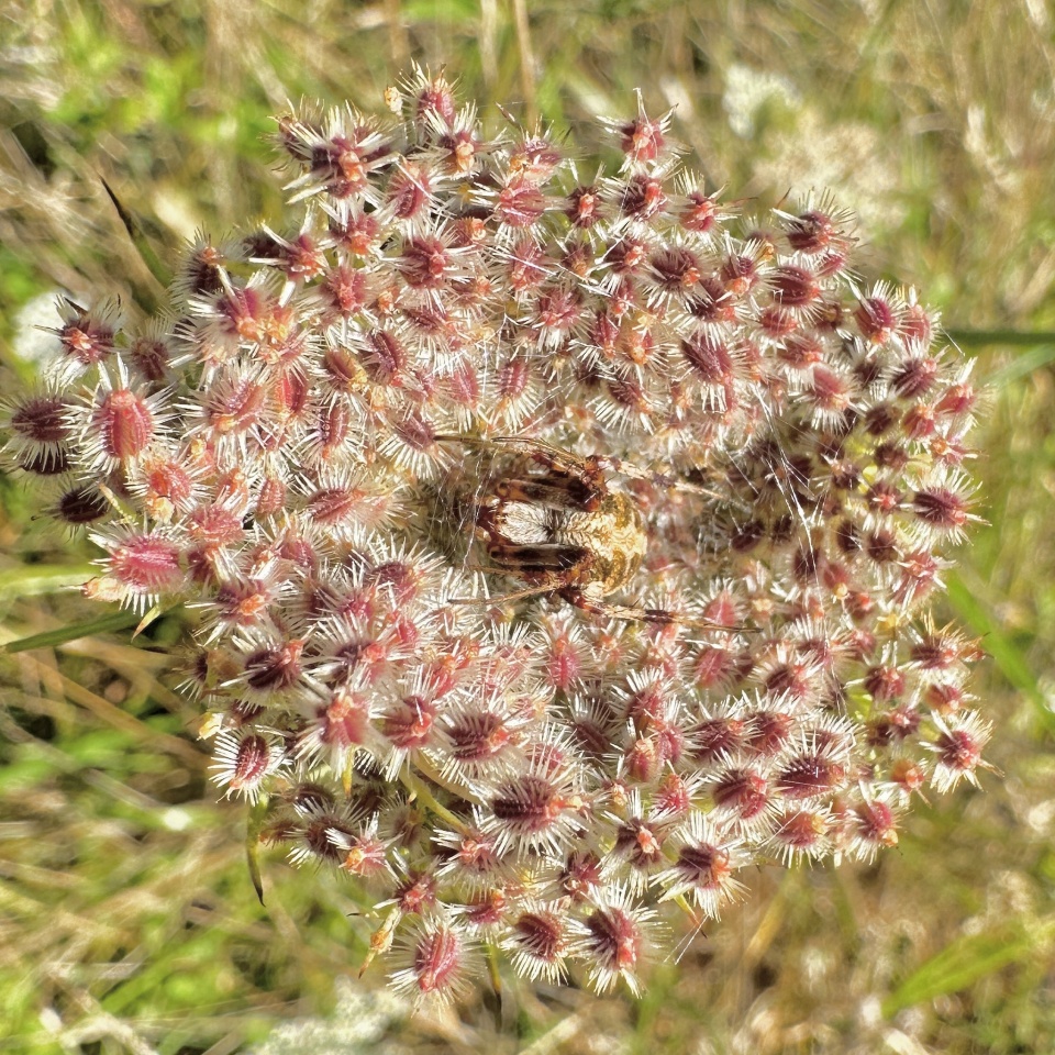 Head Scratcher | Kimb | Blipfoto