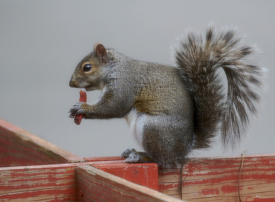 Squirrel Munching | VandeGraaff | Blipfoto