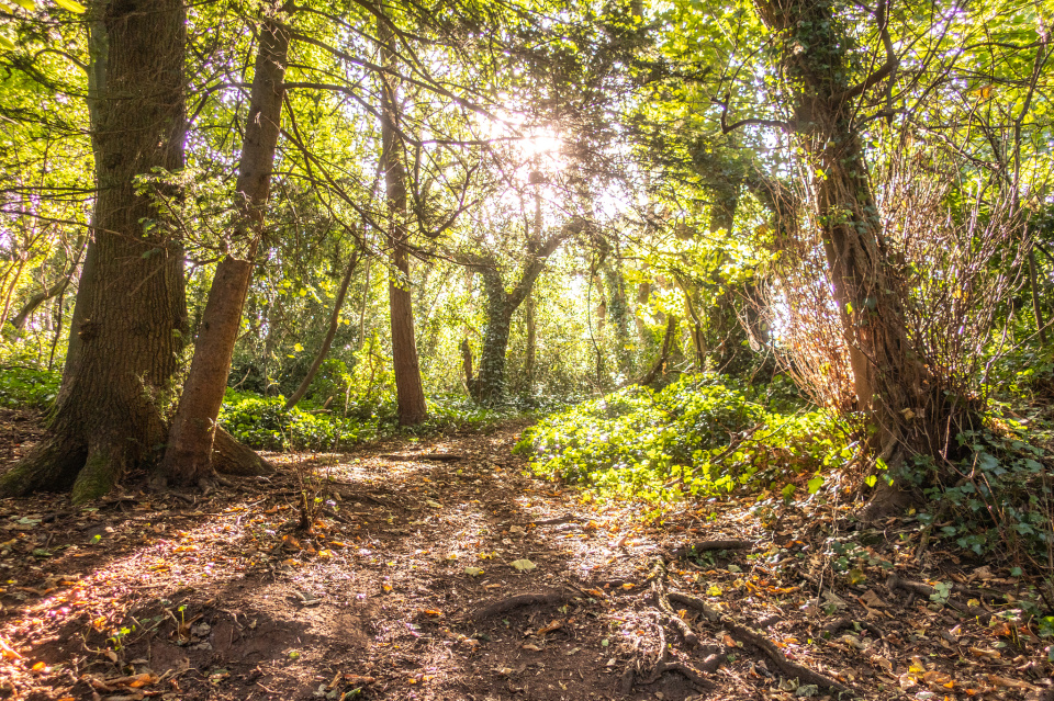Another Day Another Woodland Walk | Kernow | Blipfoto
