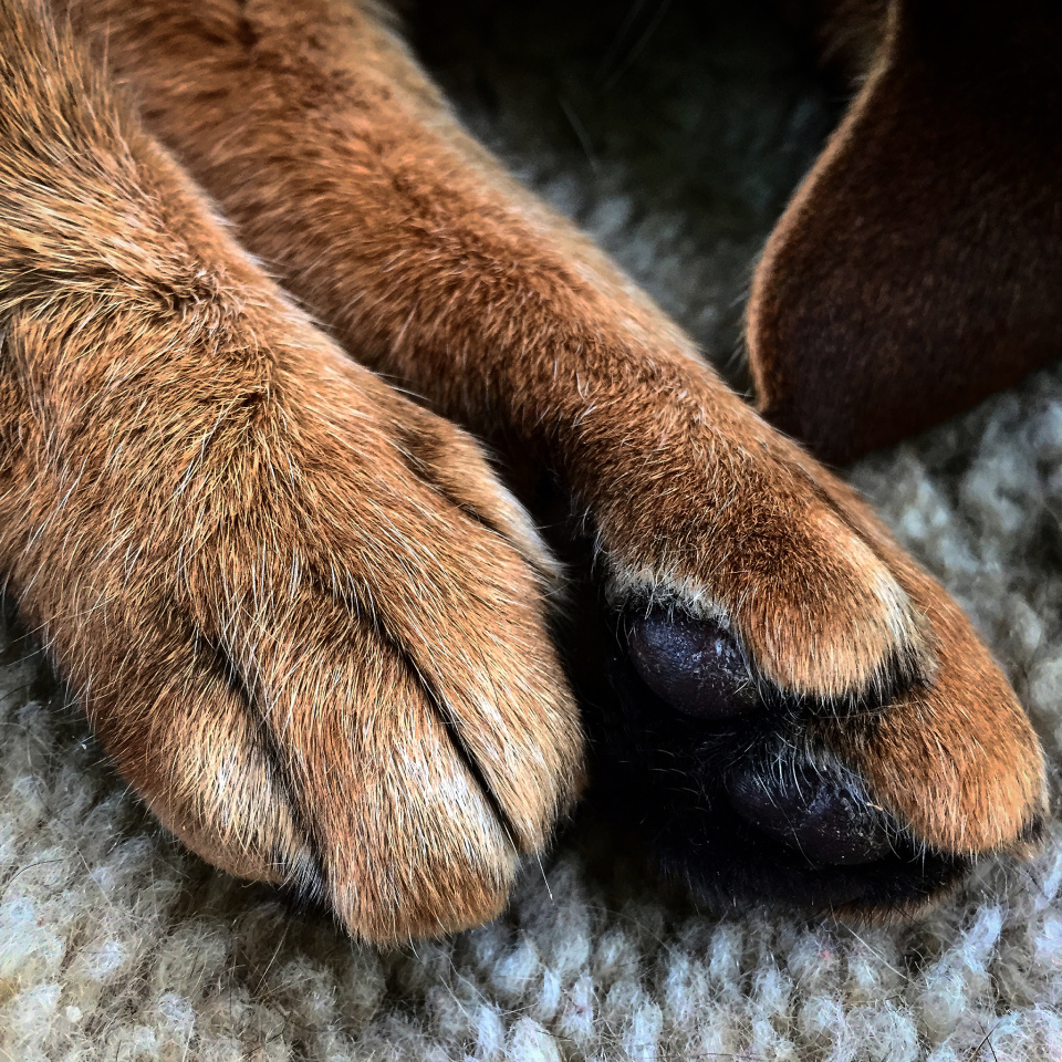 Feet & Ear | justbe | Blipfoto