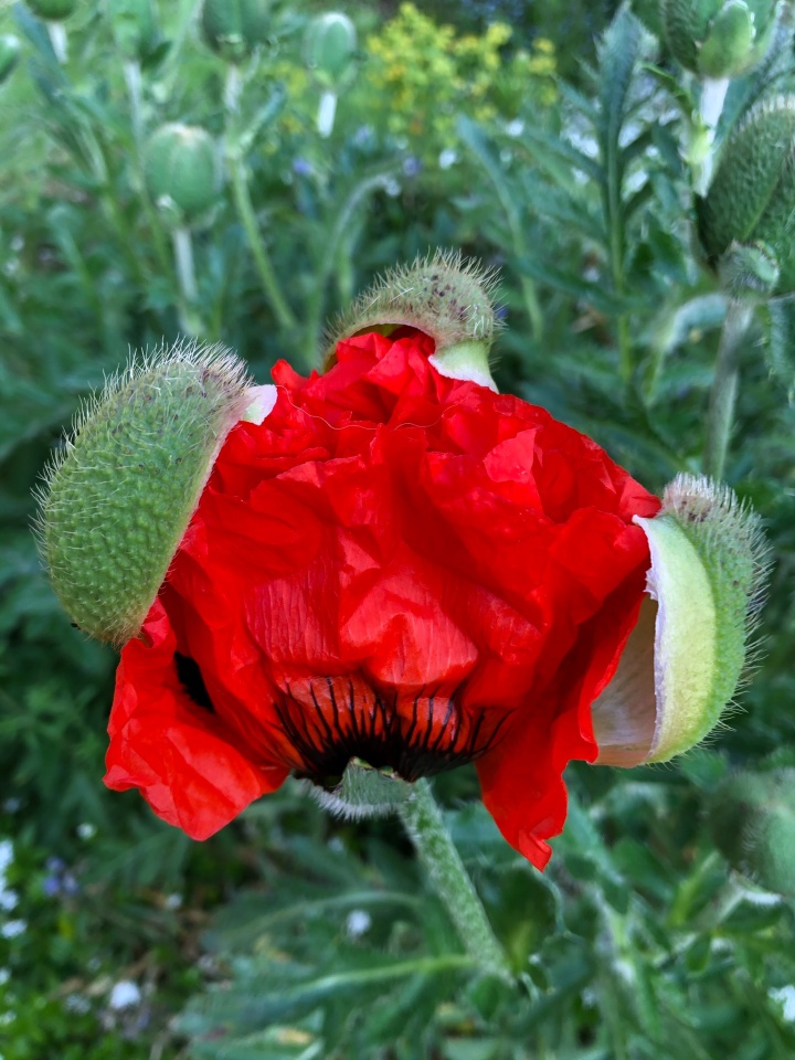 The first poppy | V985 | Blipfoto