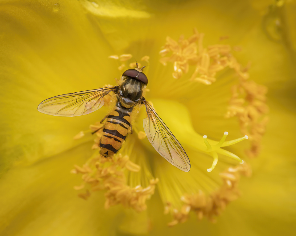 Maximum Yellow | AnnieAndChris | Blipfoto