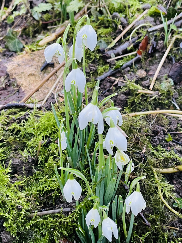 My first snowdrop of the year | Tryfan46 | Blipfoto
