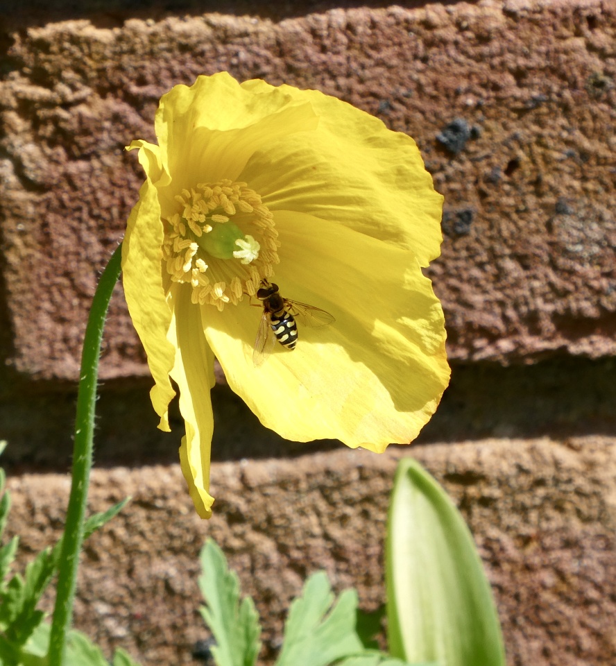 Poppy visitor | orchid99 | Blipfoto