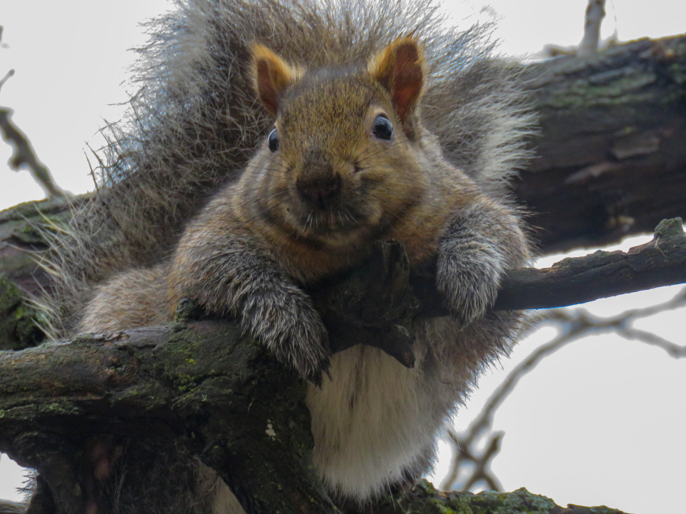 Squirrel Blip Friday - hanging around edition | KevinV | Blipfoto