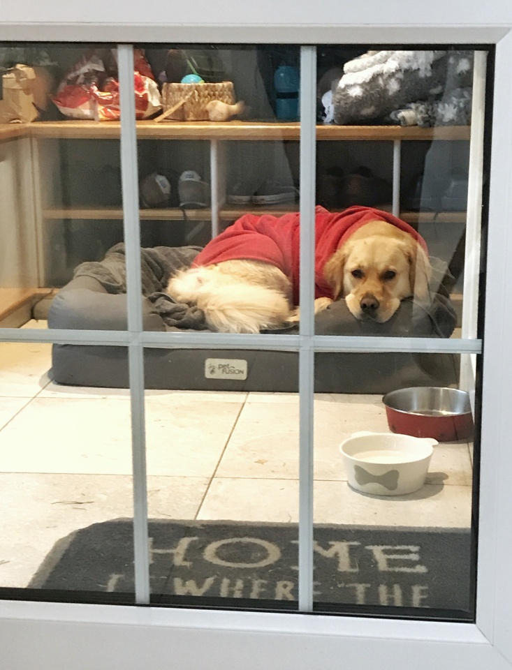 Jail House Dog... | Damnonii | Blipfoto