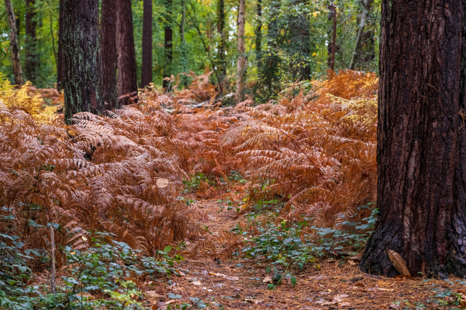 Wet bracken | NickyR | Blipfoto