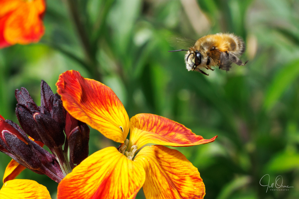 The joys of spring | JDO | Blipfoto