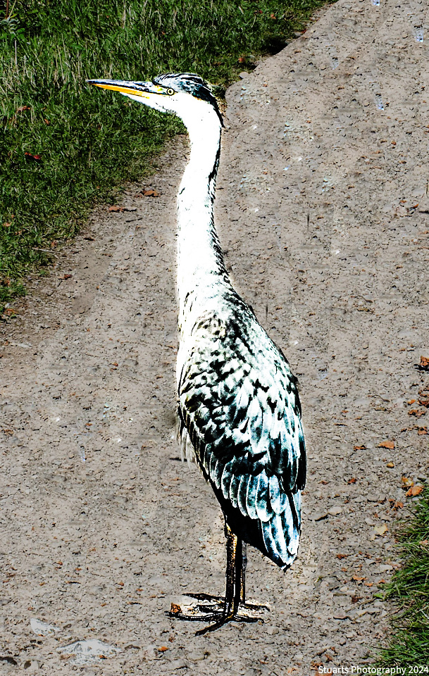 Standing upright | Stuart46 | Blipfoto