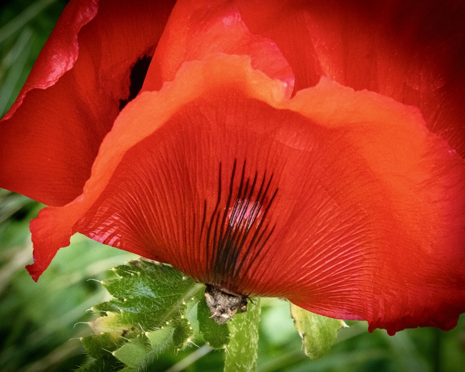 Red | maureen6002 | Blipfoto