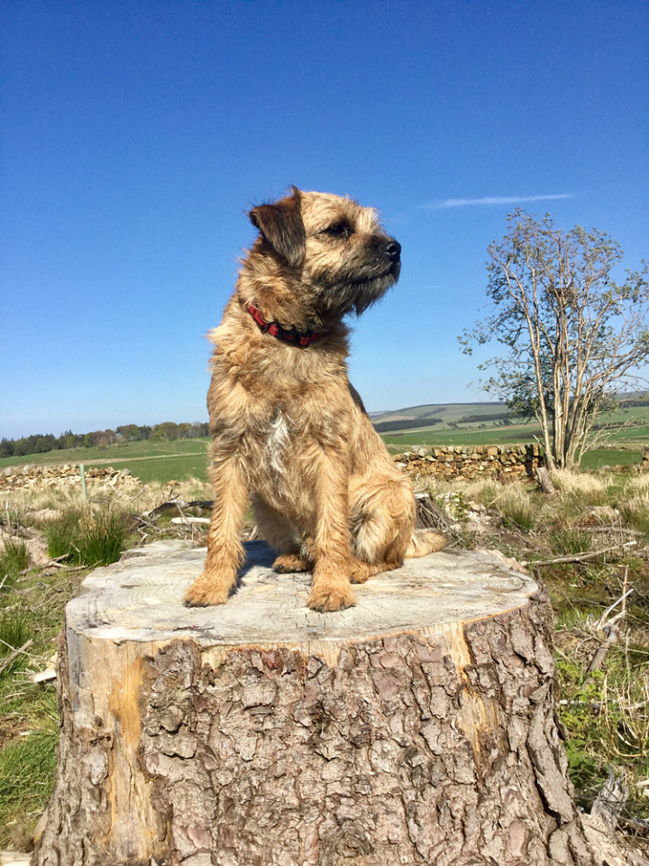Dog on a log.... | Farmerboab | Blipfoto