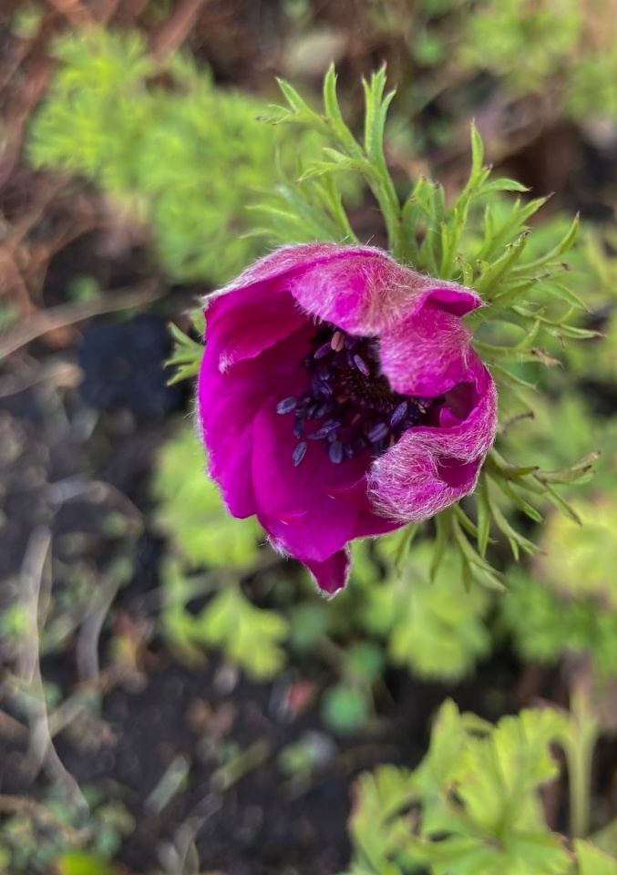 Furry flower Friday | Mindseye | Blipfoto