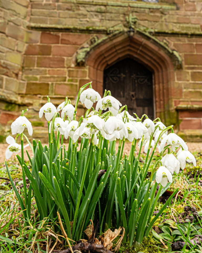 St Leonard's Snowdrops | steveng | Blipfoto