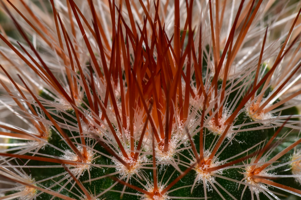 CACTUS SPIKES | ramblingrose | Blipfoto