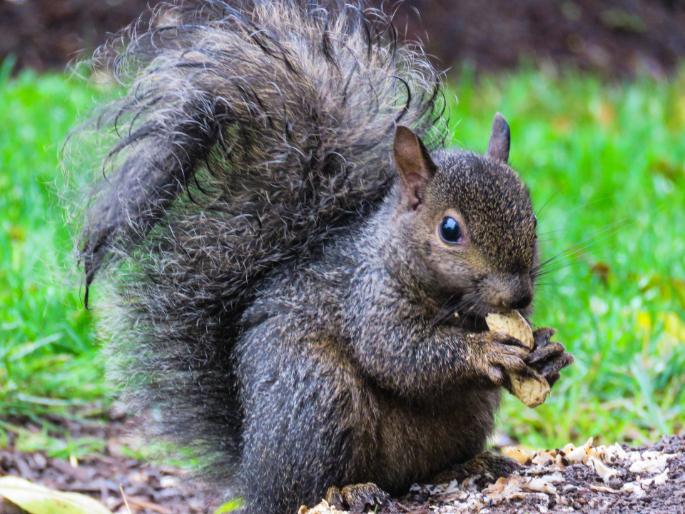 Squirrel Blip Friday - wet squirrel edition | KevinV | Blipfoto