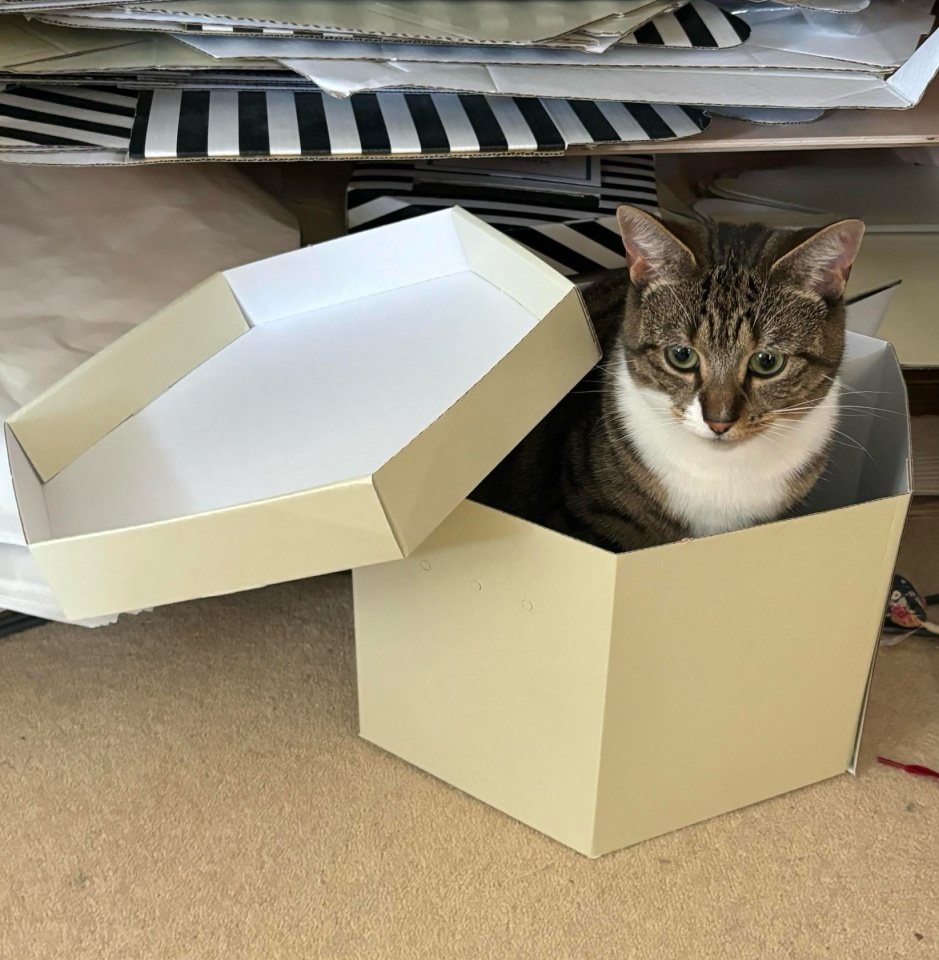 The cat in the hat (box) | Madhatter | Blipfoto