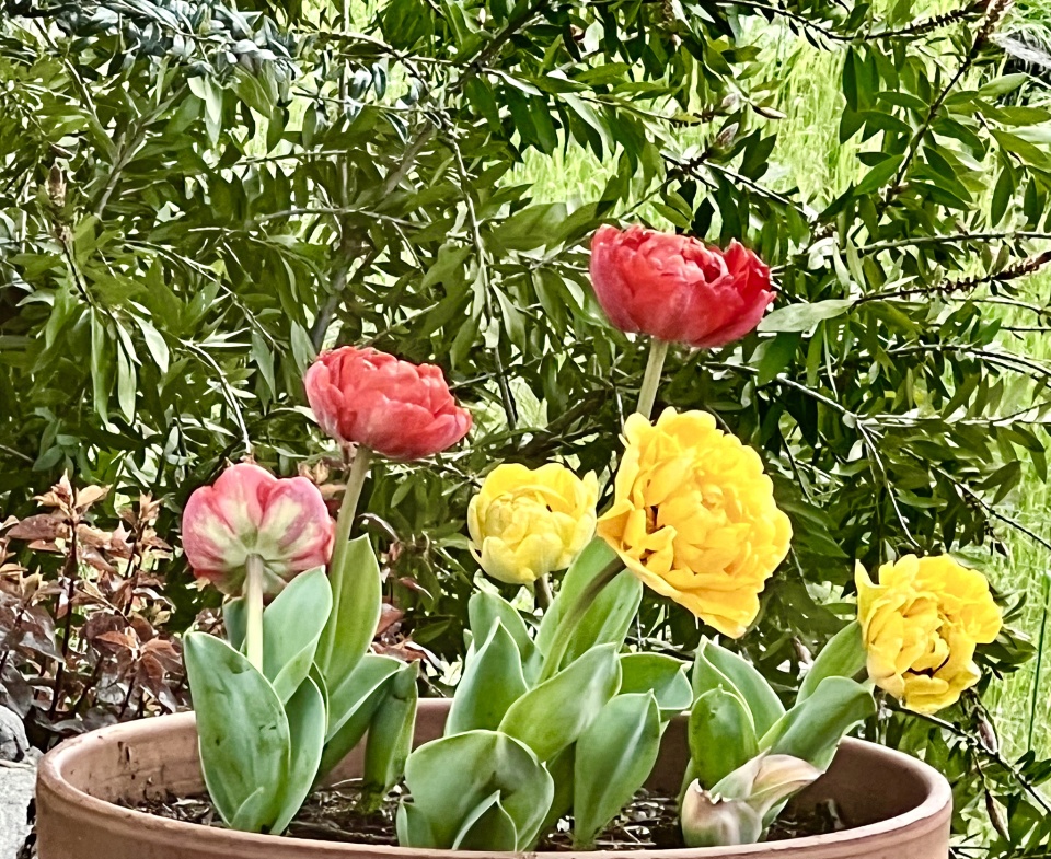 Flower Friday. : : Tulips in a Pot | Wildwood | Blipfoto