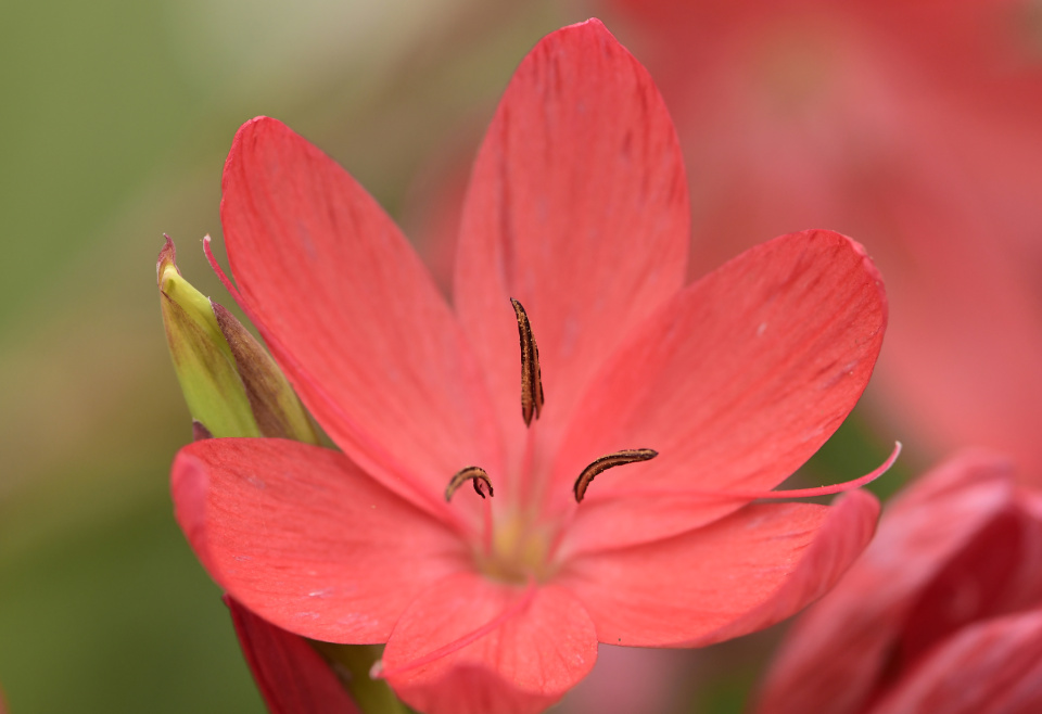 Schizostylis | SueT123 | Blipfoto