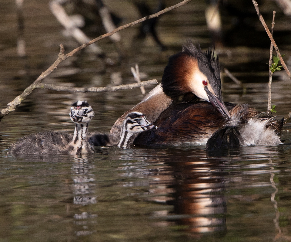 Humbugs | Hillyblips | Blipfoto