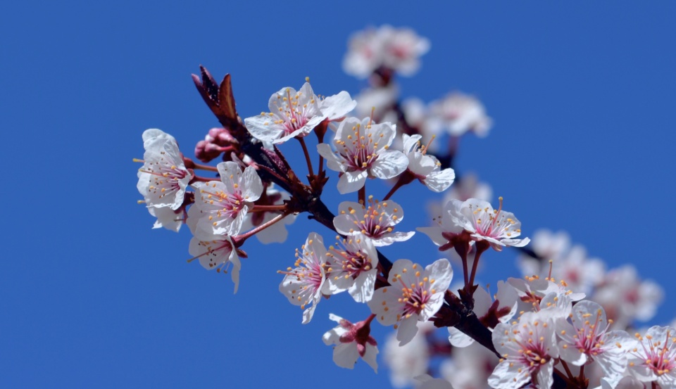 simple blossoms... | simplemoments | Blipfoto