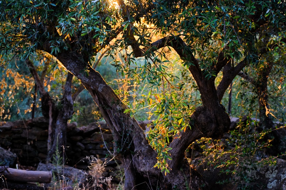 Heart of Gold | amandoAlentejo | Blipfoto