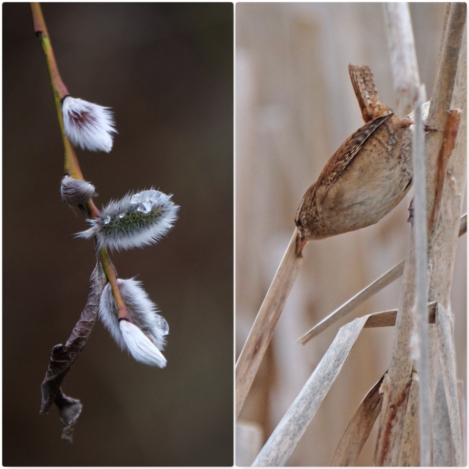 Spring is sprung | Miranda1008 | Blipfoto