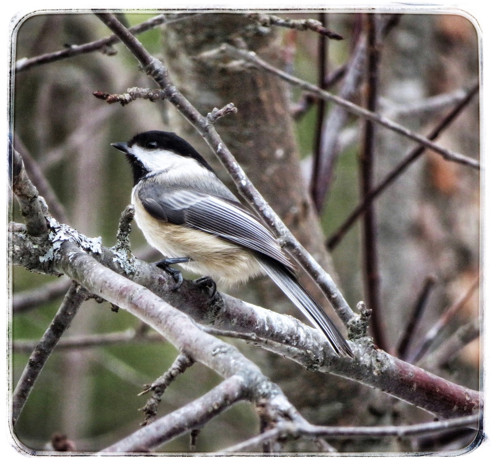 Chickadee in Auntie's Tree | Memories4Me | Blipfoto
