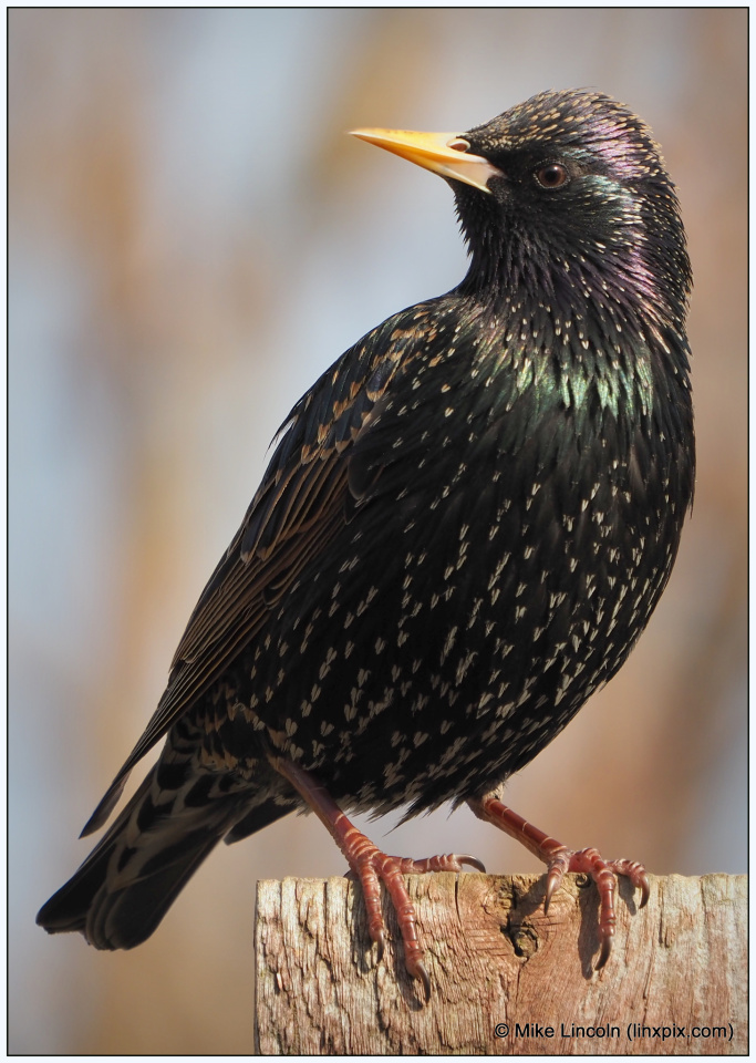 Female Starling | Linxpix | Blipfoto
