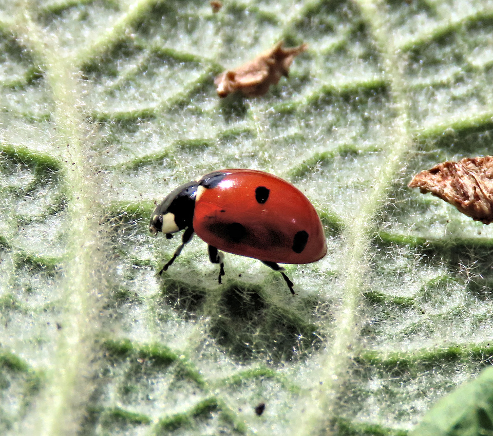 Six-spotted Ladybird! | Rosemarie55 | Blipfoto