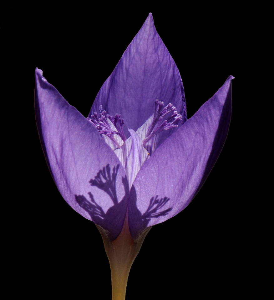Crocus banaticus | toddboland | Blipfoto