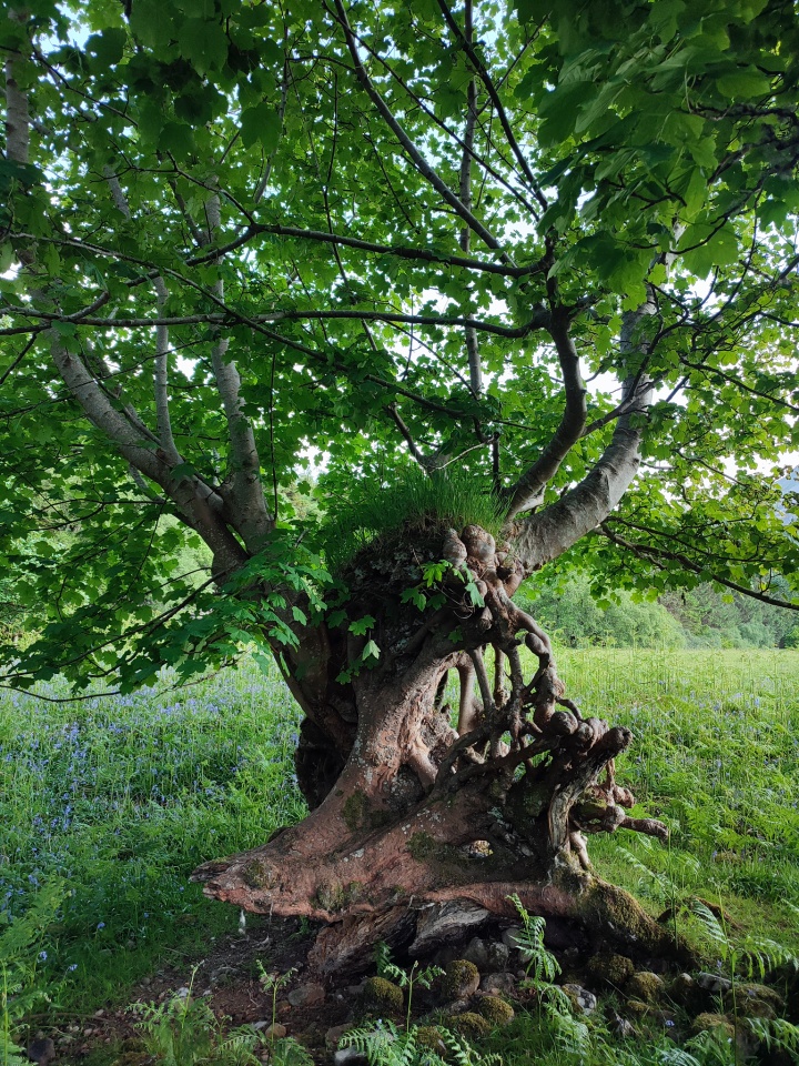 Tangle Tree | MostlyMull | Blipfoto