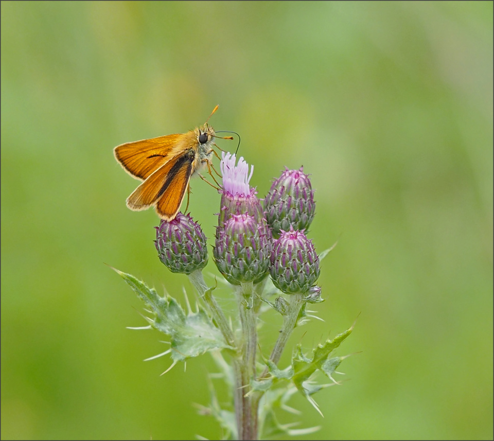 Little Skipper | BlackTulip | Blipfoto