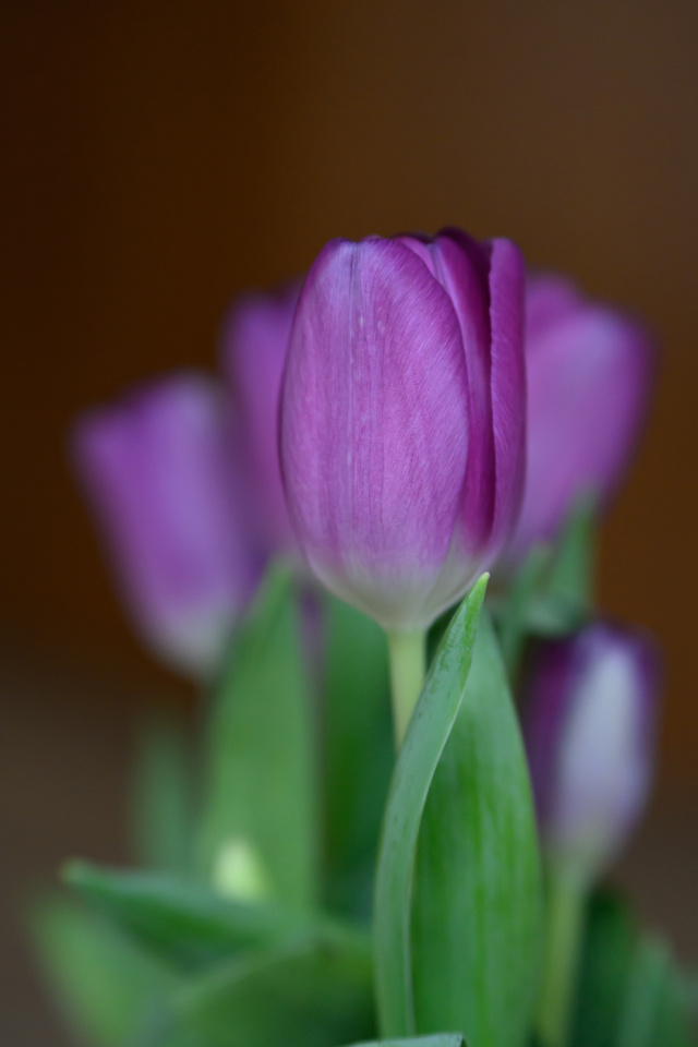 Flowers | dbifulco | Blipfoto