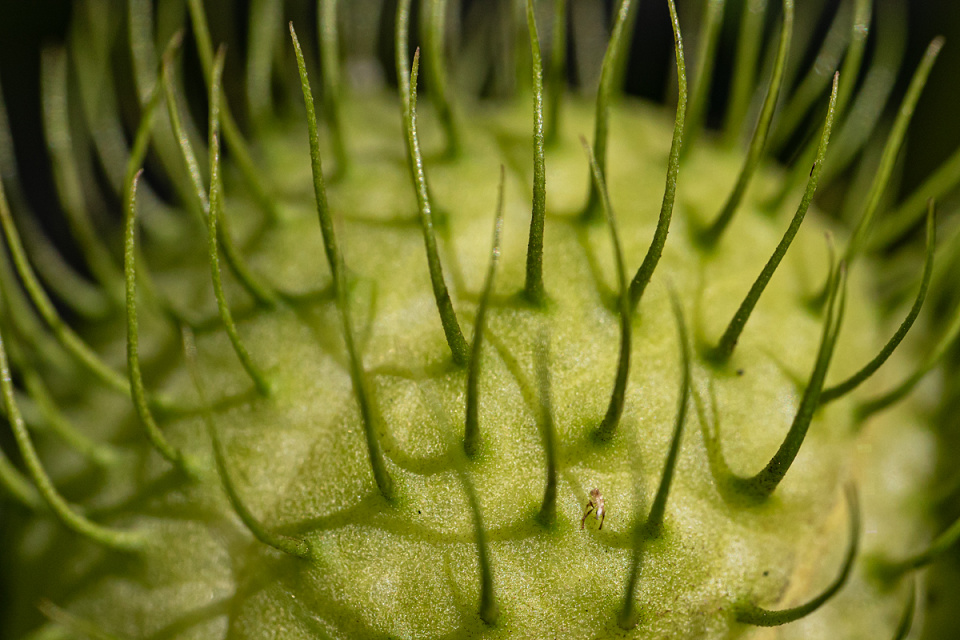 Swan plant seed head | twigs | Blipfoto