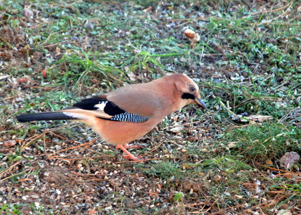 Sojka | Geebliping | Blipfoto