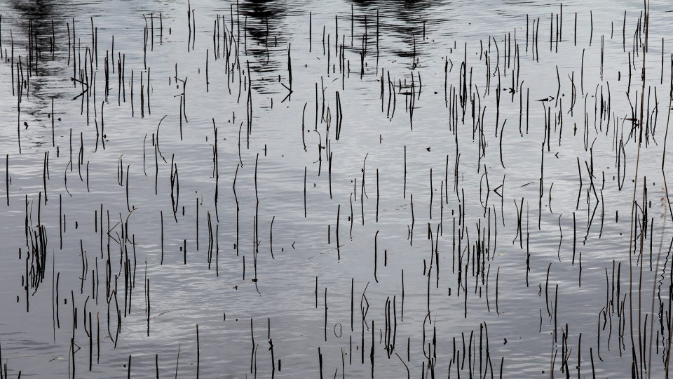 Broken Reeds | Picturemull | Blipfoto