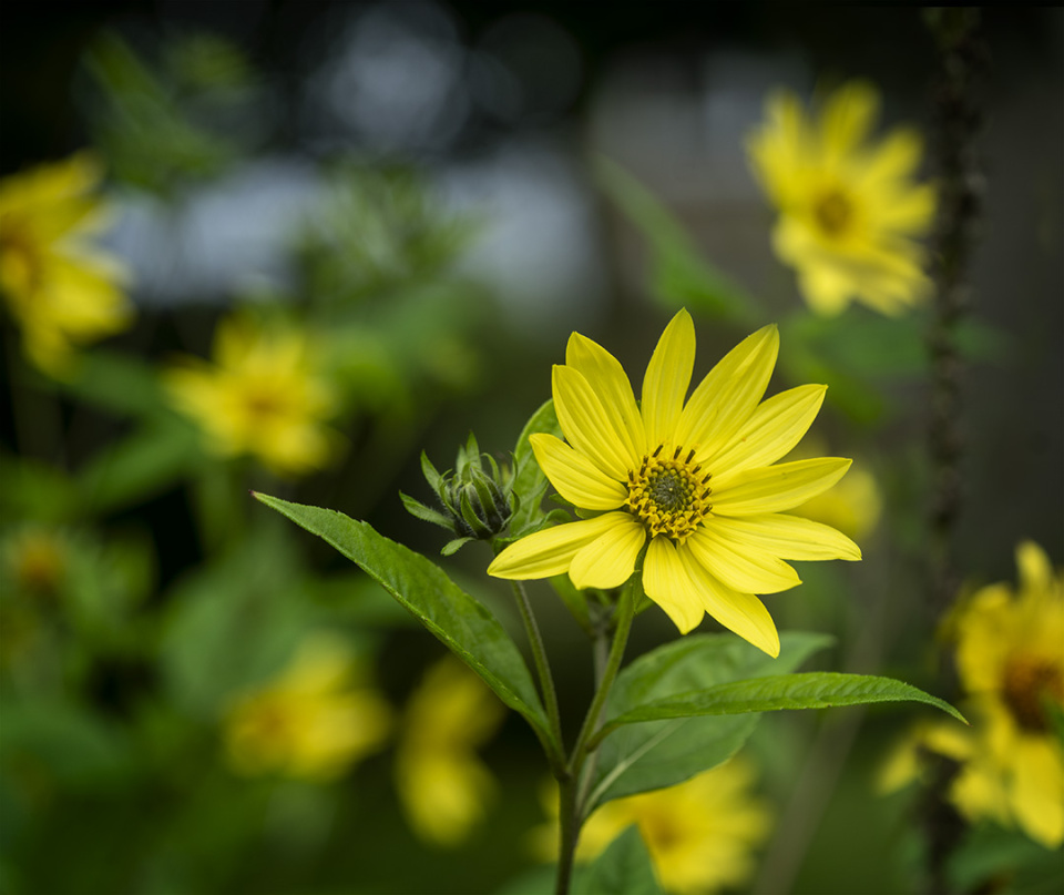 Helianthus tuberosus | walkingMarj | Blipfoto
