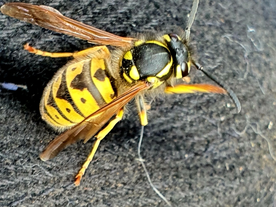 Waspish | TeeJay | Blipfoto