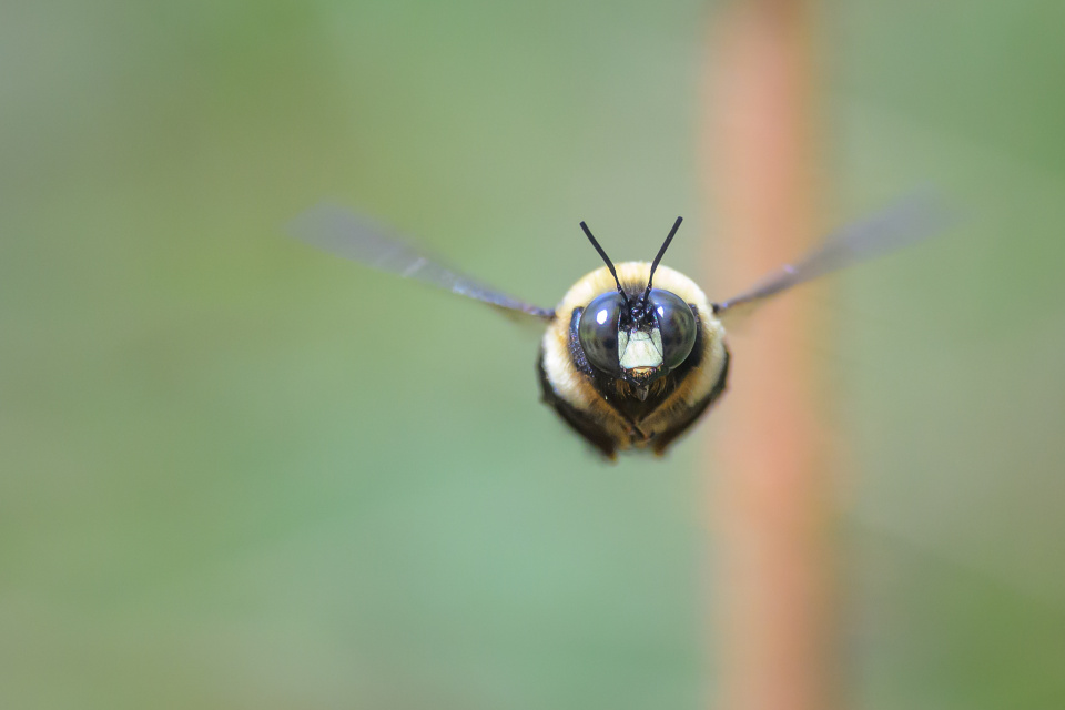 Eye to Eye | dbifulco | Blipfoto