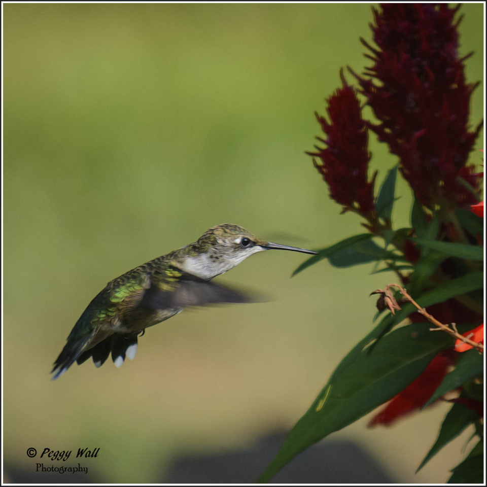 Sunday Hummingbird .... | KangaZu | Blipfoto