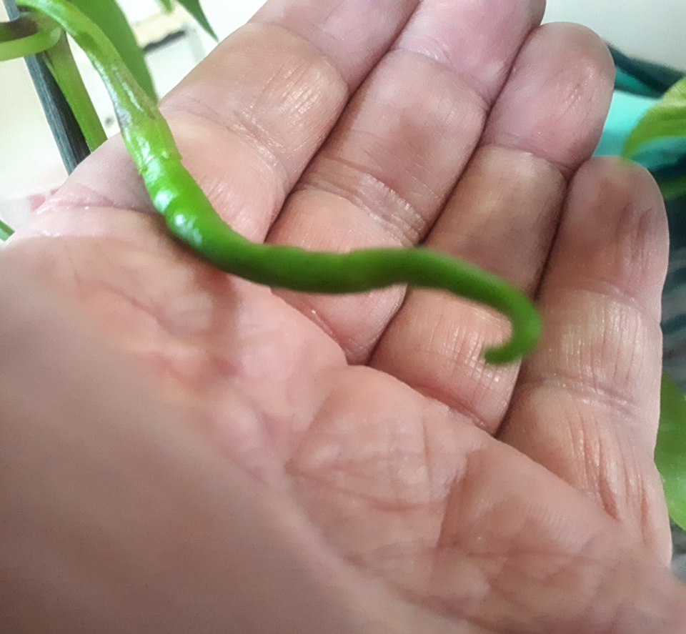 The first | nogbad | Blipfoto