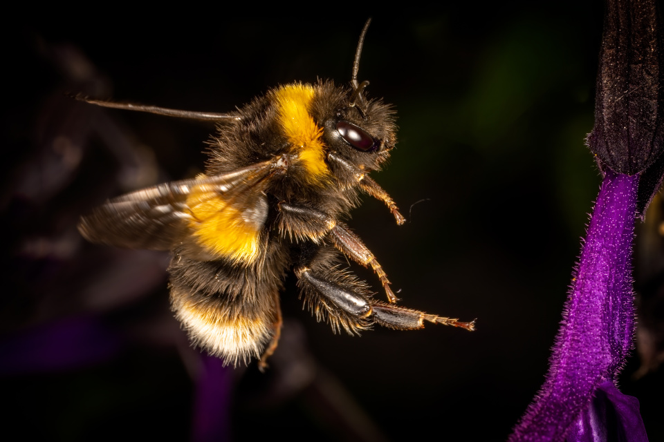 Bee | stevvi | Blipfoto