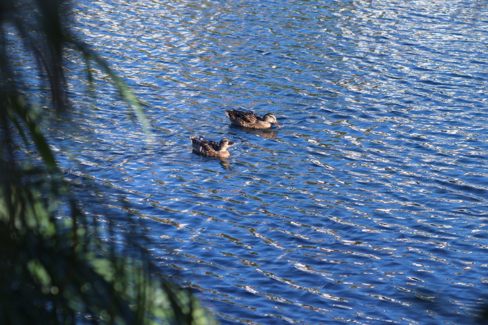 Enjoying | carolinav | Blipfoto