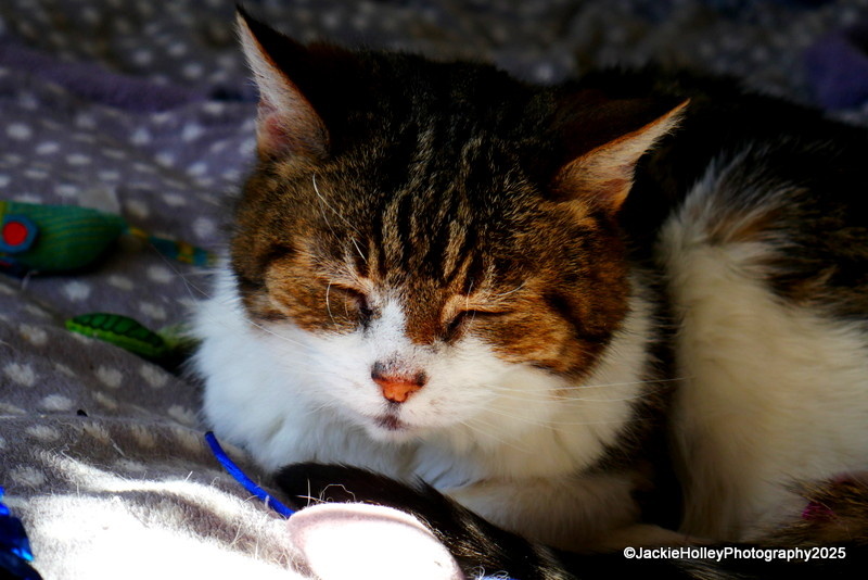 Little Miss Sleepyhead | ThingsBeautiful | Blipfoto