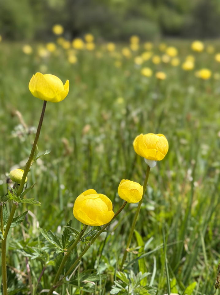 (My) first cuckoo of 2025 | walkingMarj | Blipfoto