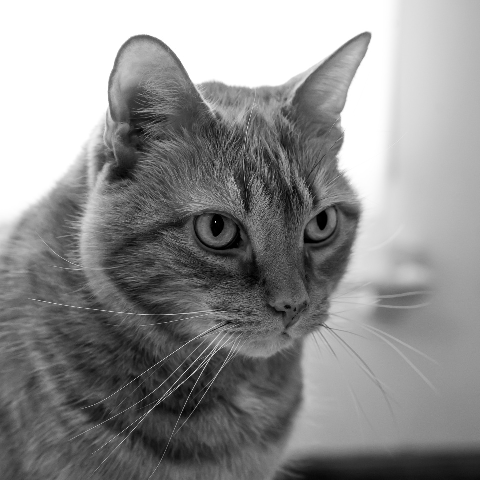 Fluffy | dbifulco | Blipfoto