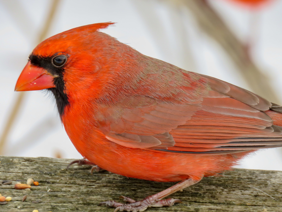 Cardinal close up | KevinV | Blipfoto