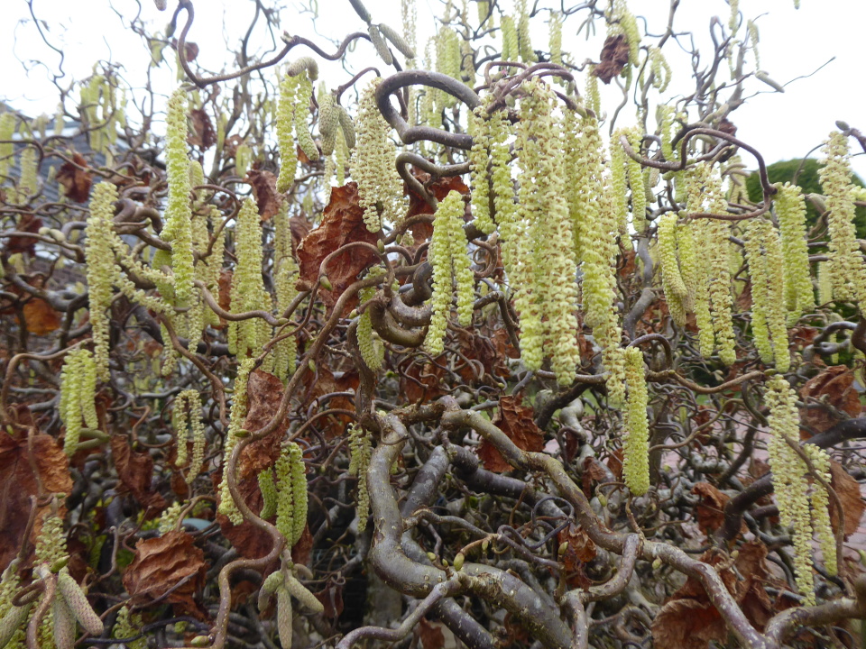 Contorted hazel | elgar1 | Blipfoto